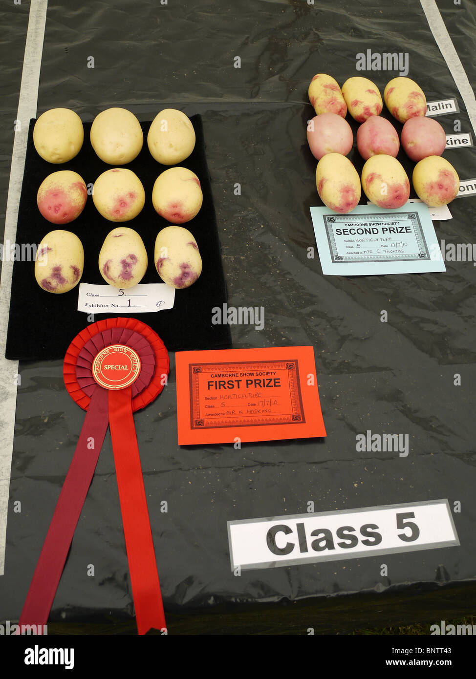 New Potatoes First Prize Horticultural Show Cornwall UK Stock Photo - Alamy