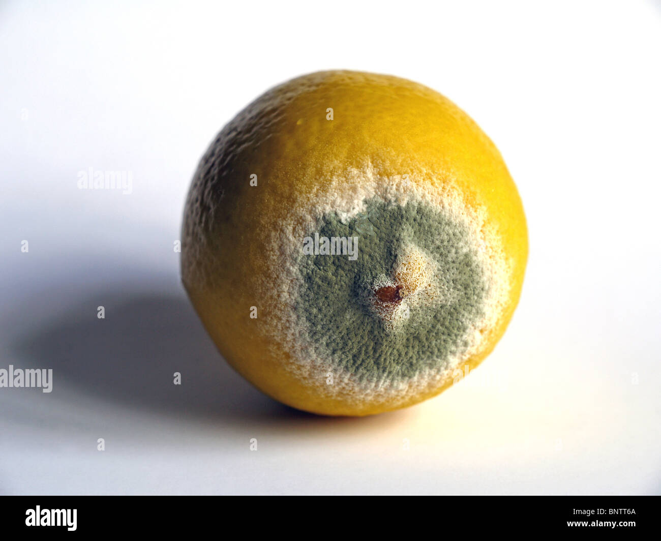 Waxed lemon hi-res stock photography and images - Alamy