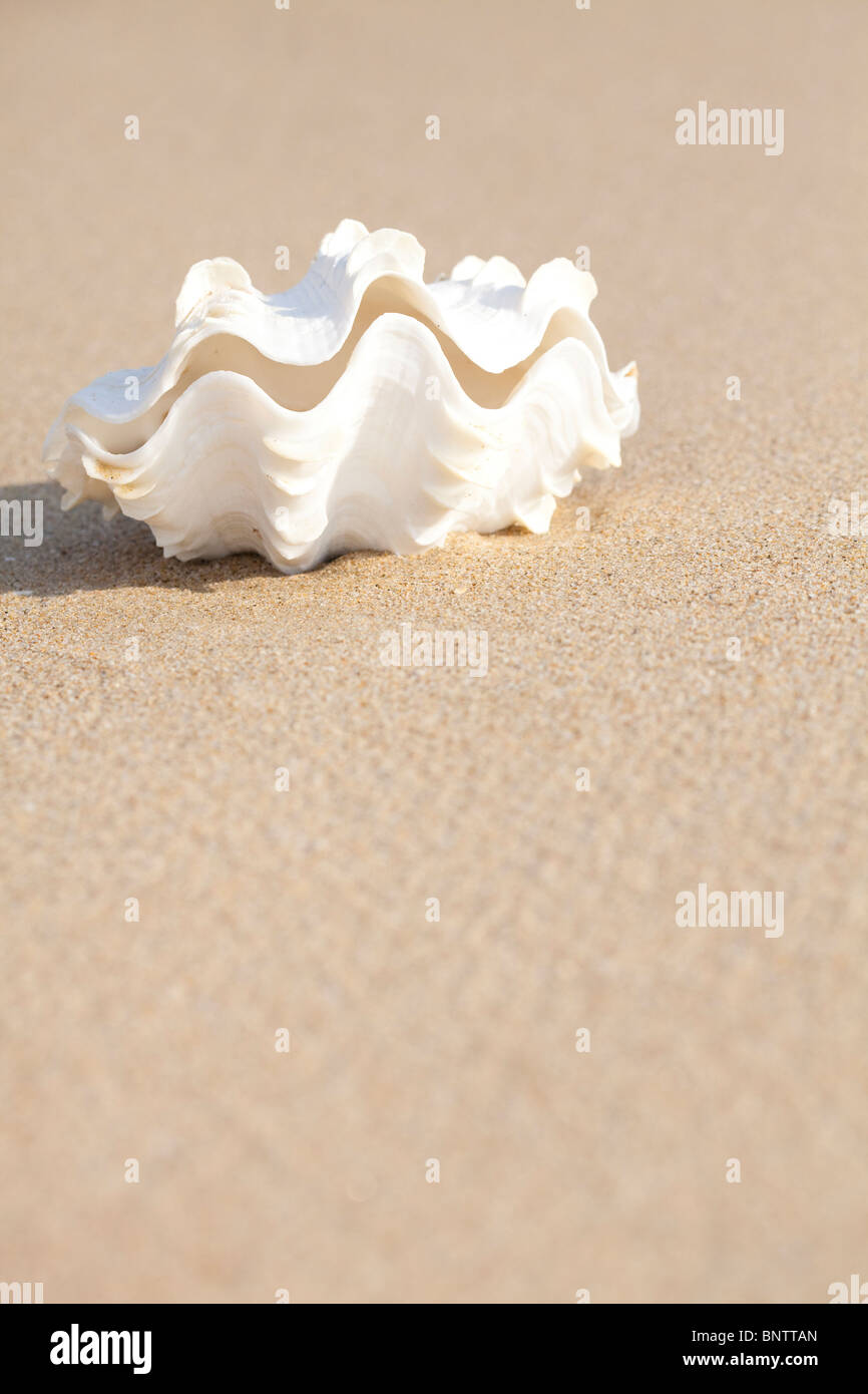 Sea shell on the shore Stock Photo - Alamy