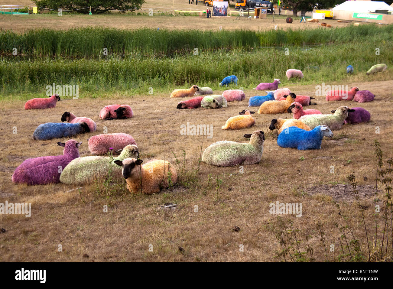 Genetically modified sheep hi-res stock photography and images - Alamy