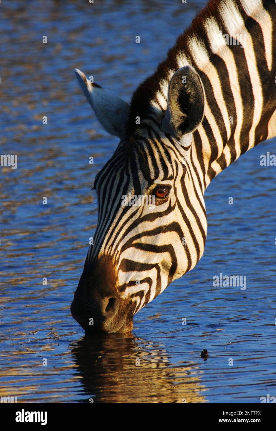 Zebra In Water High Resolution Stock Photography and Images - Alamy
