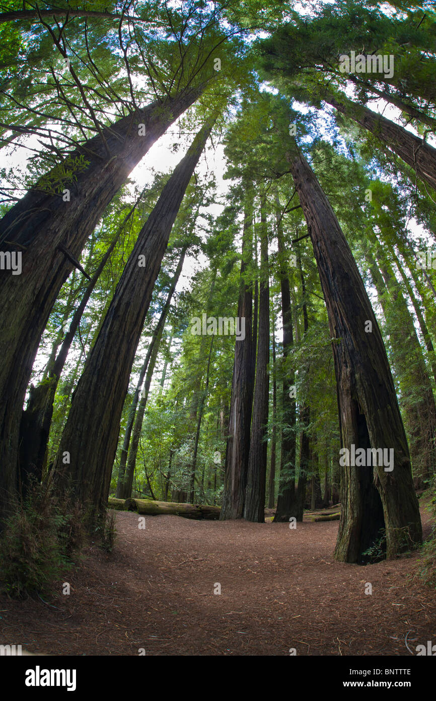 Redwood forest trees redwoods hi-res stock photography and images - Alamy