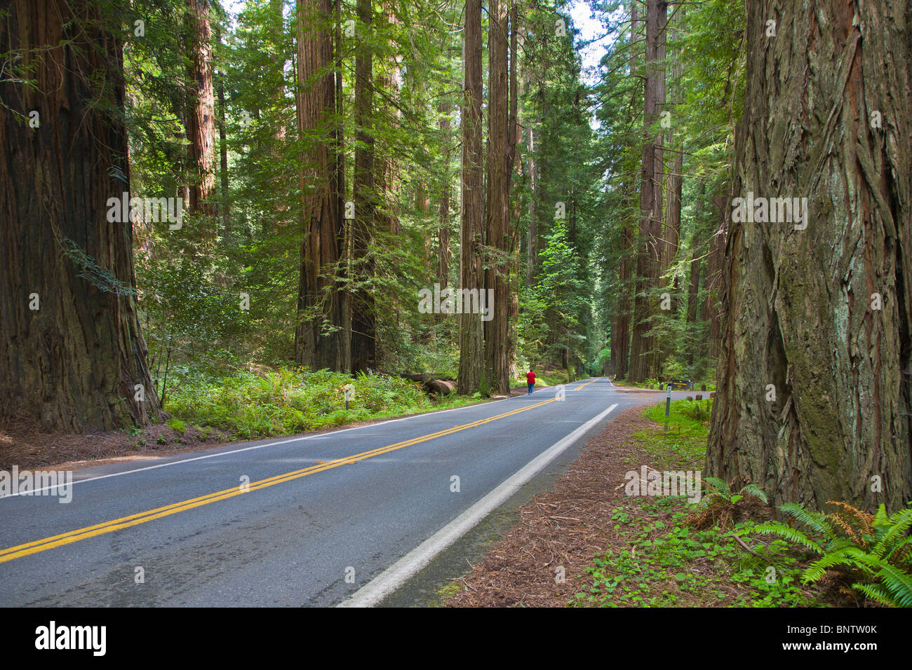 Road in Redwood trees in Humboldt Redwoods State Park in Northern ...