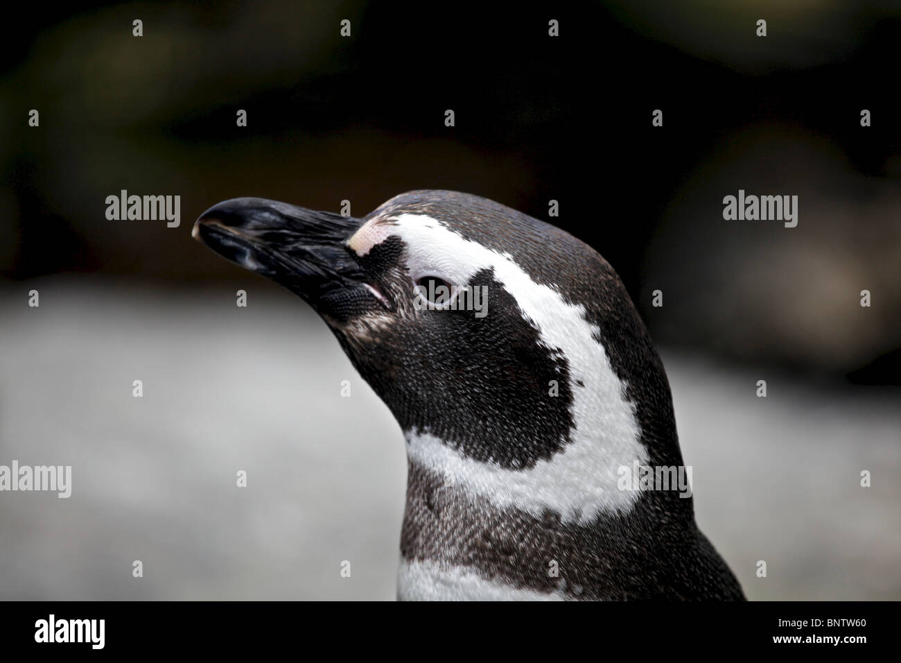 Penguin headshot hi-res stock photography and images - Alamy