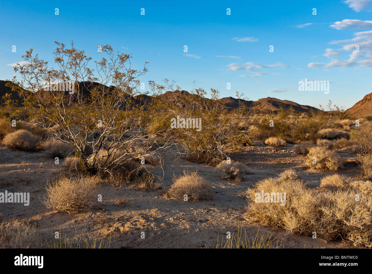 Mojave Desert, Southern California Stock Photo - Alamy