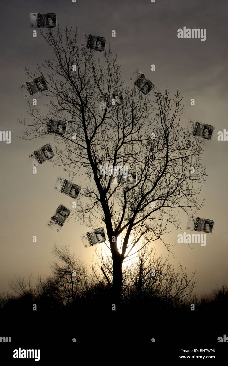 Money tree at daybreak Stock Photo - Alamy