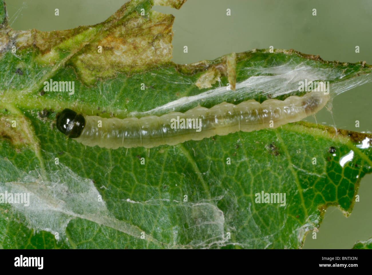 Tortrix Moth Tortricidae Lepidoptera High Resolution Stock Photography ...