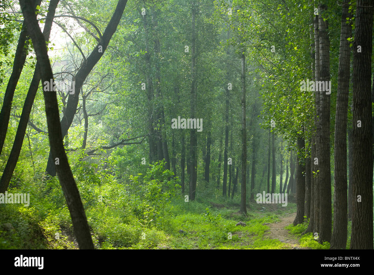Forest outside of Beijing Stock Photo - Alamy