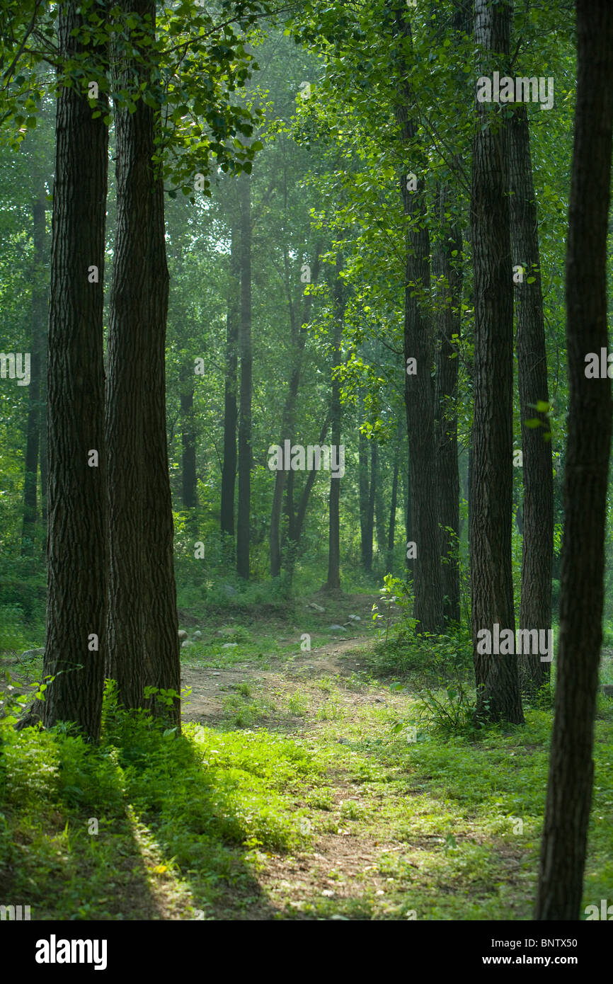 Forest outside of Beijing Stock Photo - Alamy