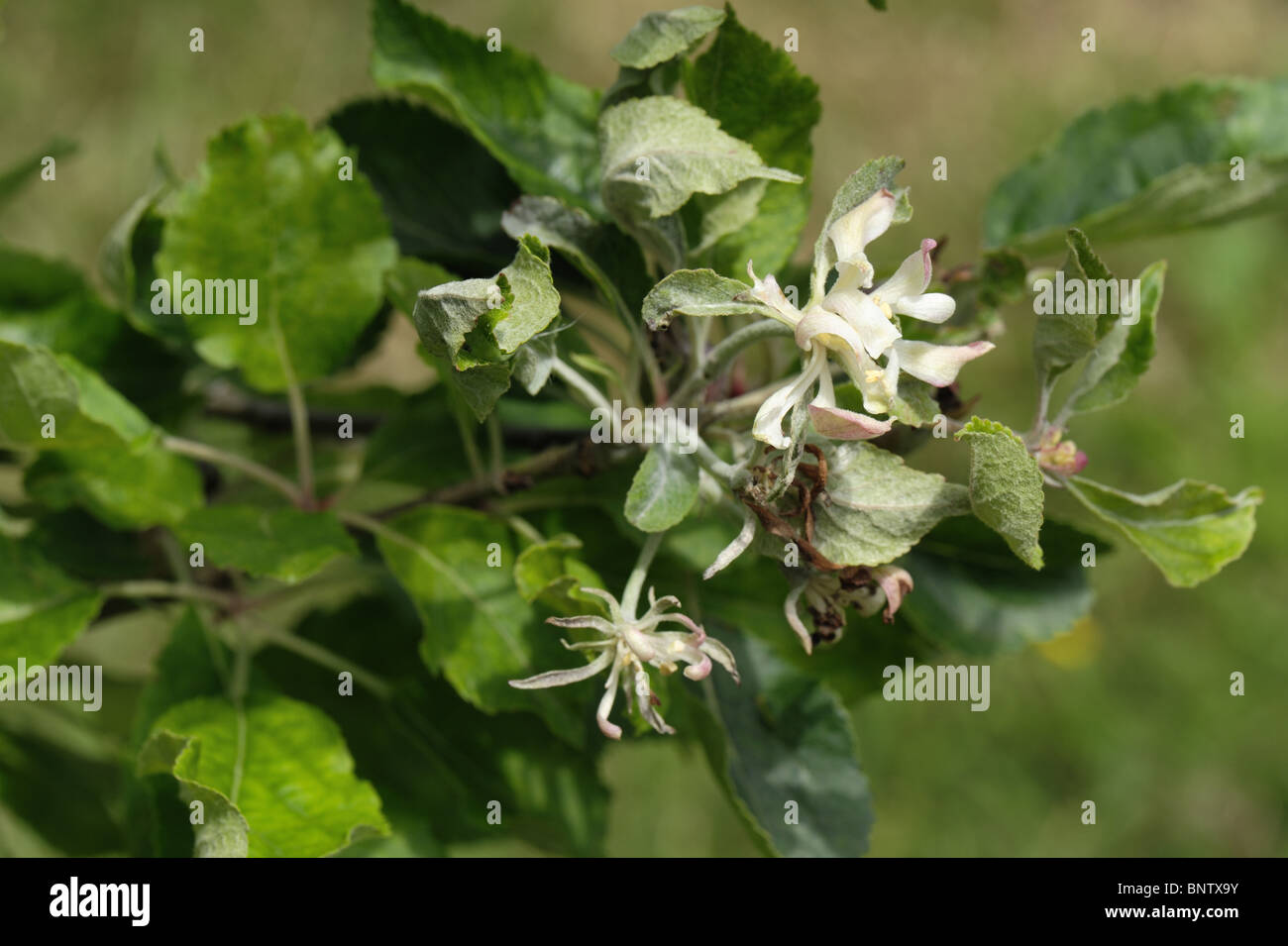 Primary infection of powdery mildew (Podosphaera leucotricha) on apple ...
