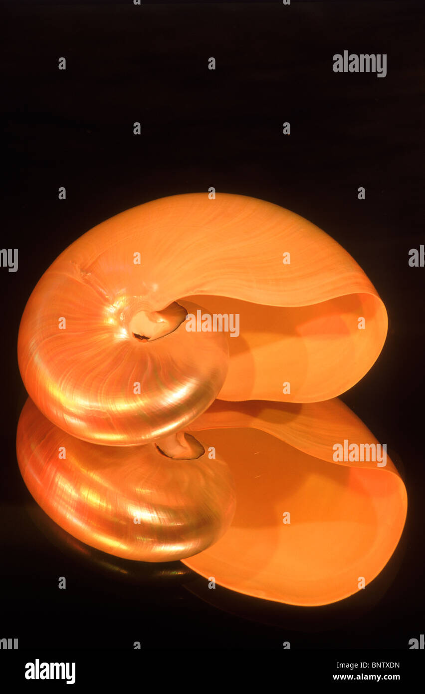 Inside of nautilus shell hi-res stock photography and images - Alamy