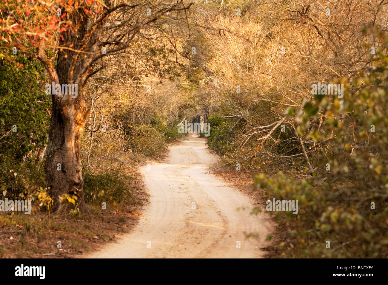 Long and Windy Country Road Stock Photo - Alamy