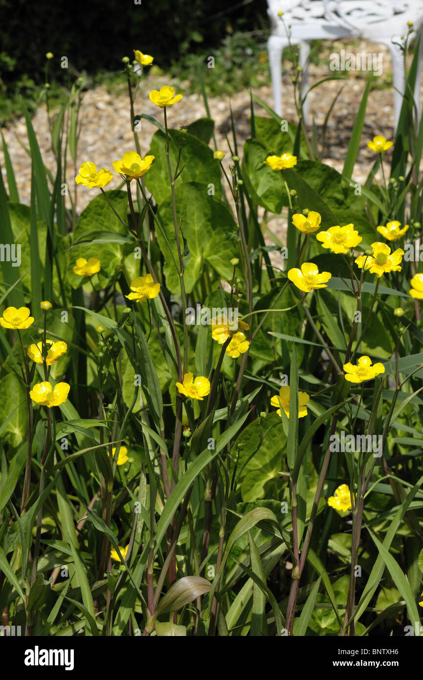 Ranunculus lingua grandiflora hi-res stock photography and images - Alamy