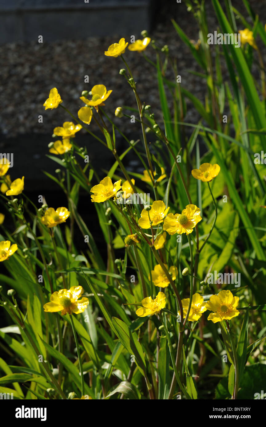 Greater spearwort (Ranunculus lingua 'Grandiflora') flowering in a ...
