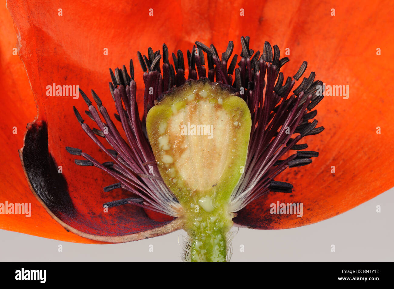 Section through flowering parts of an oriental poppy (Papaver ...