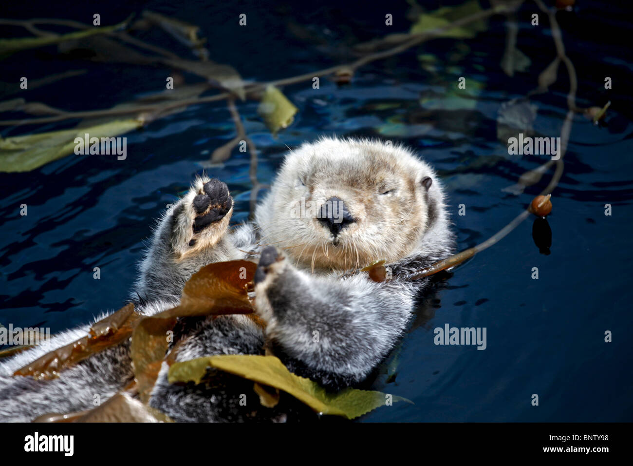 Sea otter saluting visitors in Lisbon Oceanarium Stock Photo - Alamy