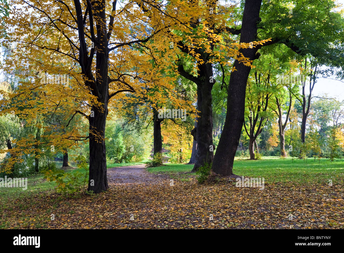 Golden tree foliage, pedestrian path, and falling leafs in autumn city ...
