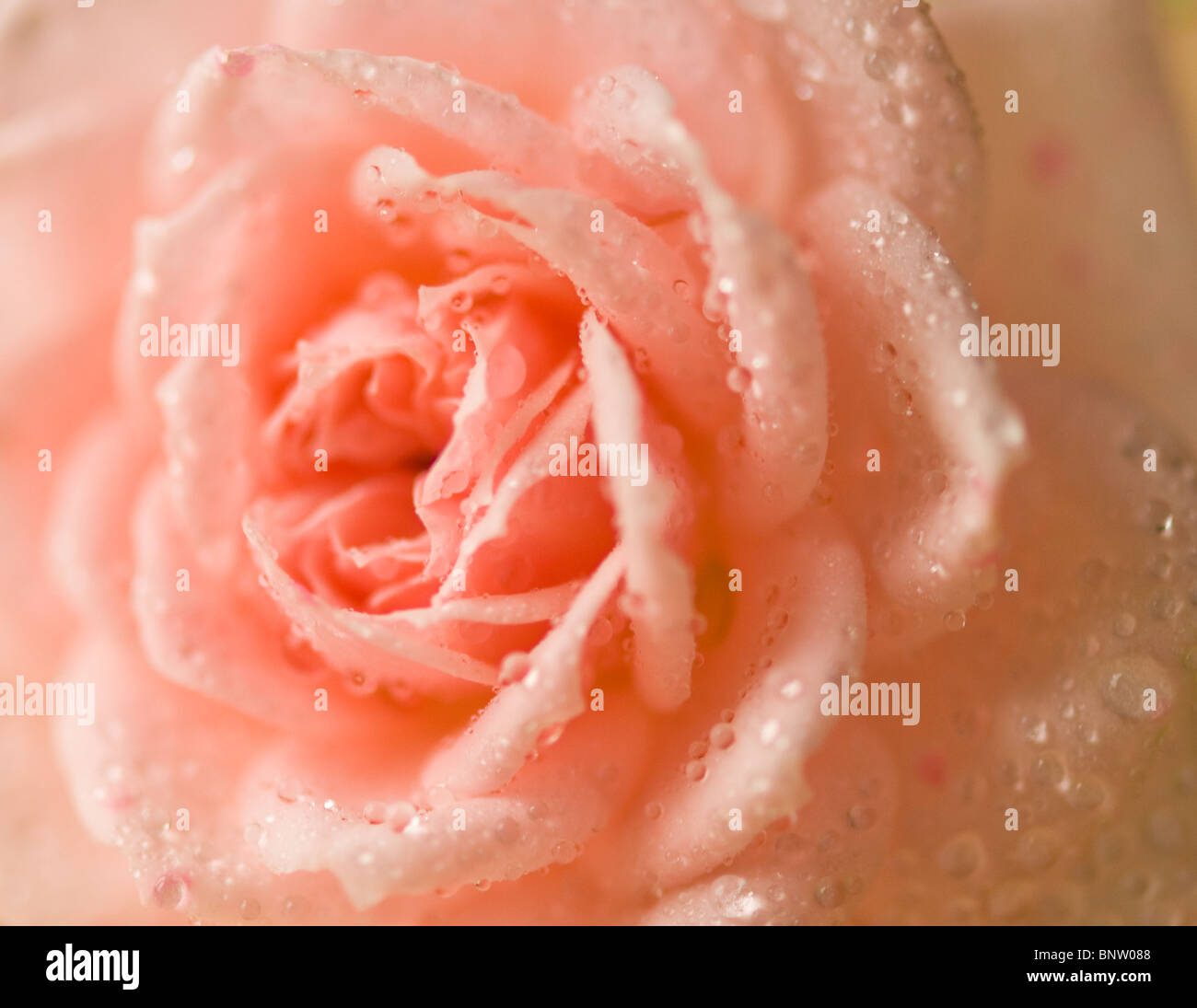 Soft pale rose petals hi-res stock photography and images - Alamy