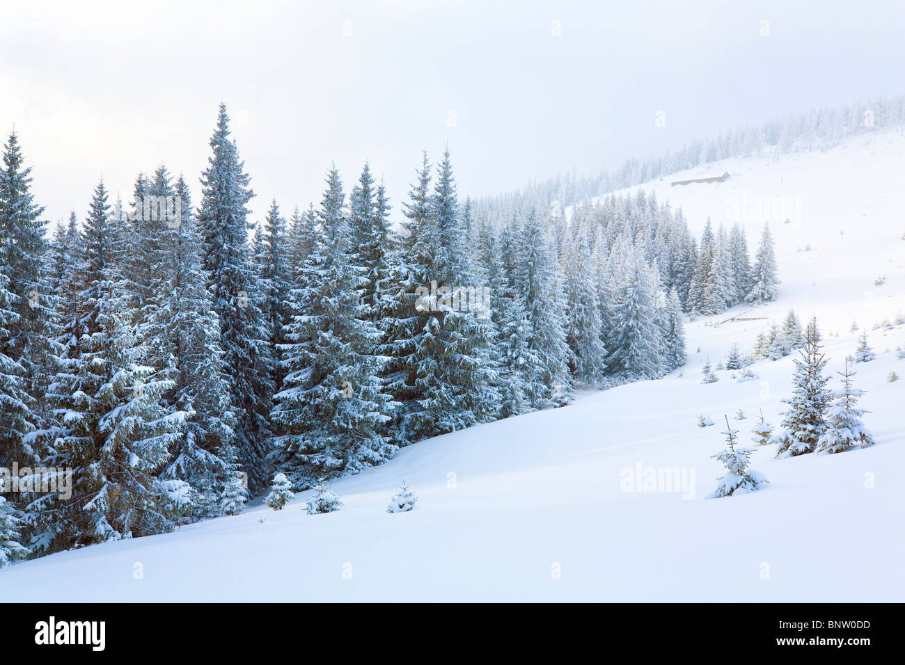 winter calm dull mountain landscape with fir trees on slope (Kukol ...