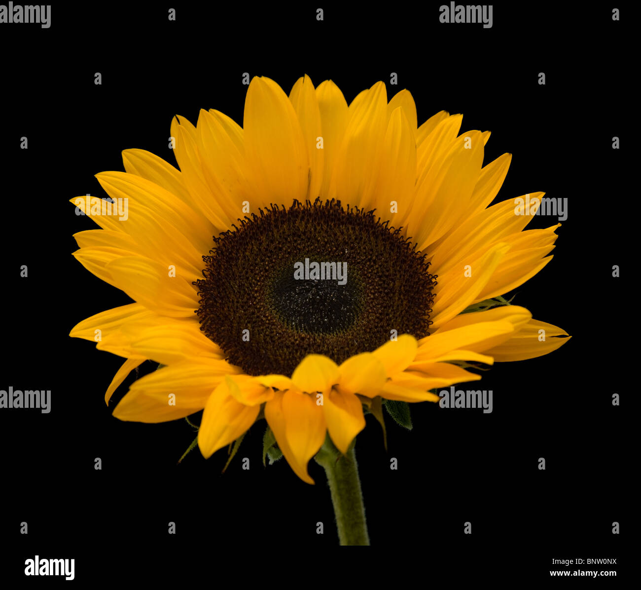 sunflower isolated on black Stock Photo - Alamy