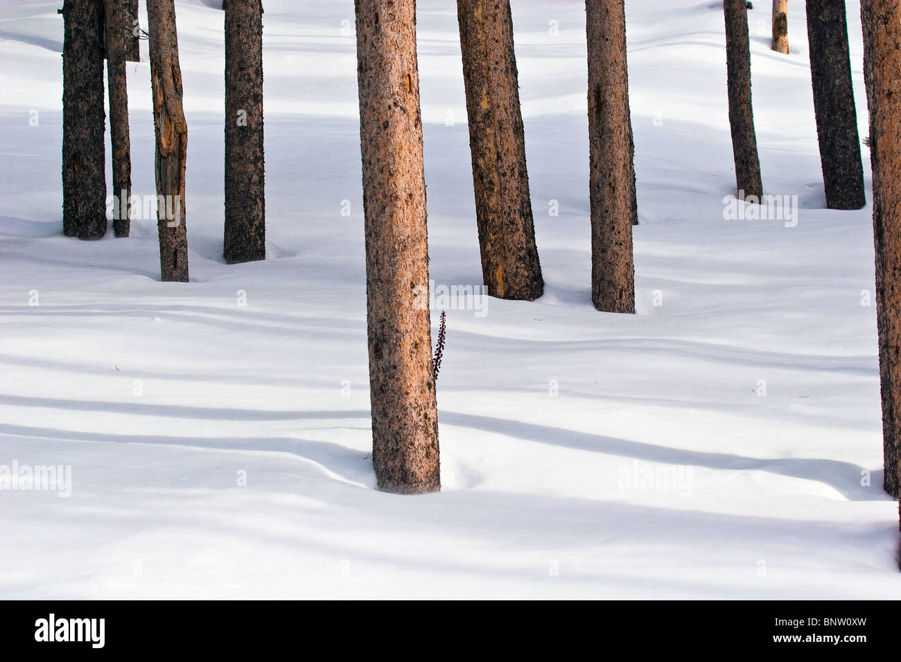 Straight tree trunks and their shadows in snow Stock Photo - Alamy