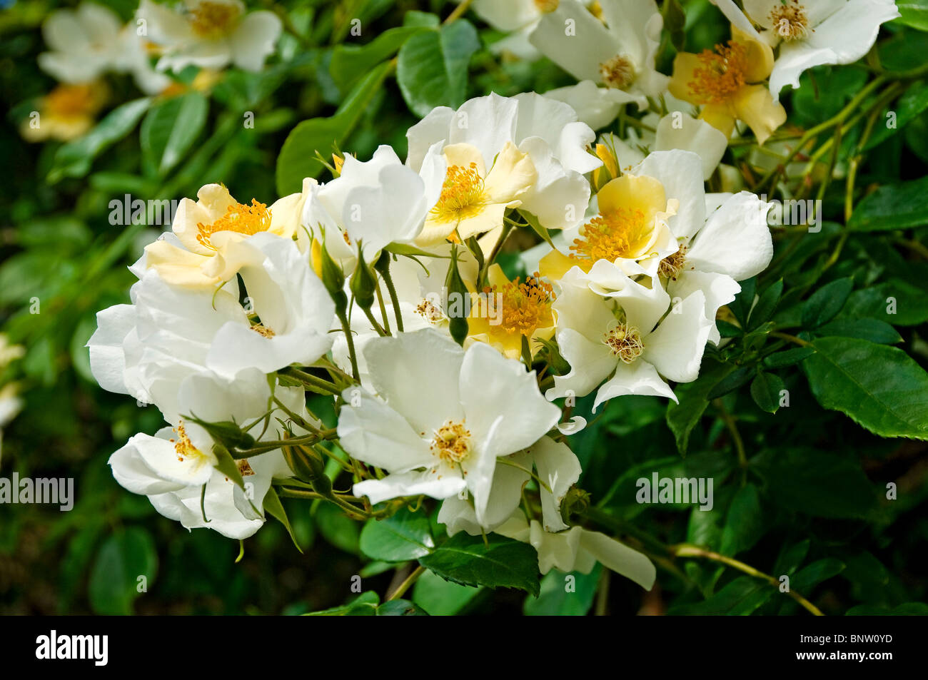 Close up of climbing rose roses white cream flower flowers Wedding Day ...