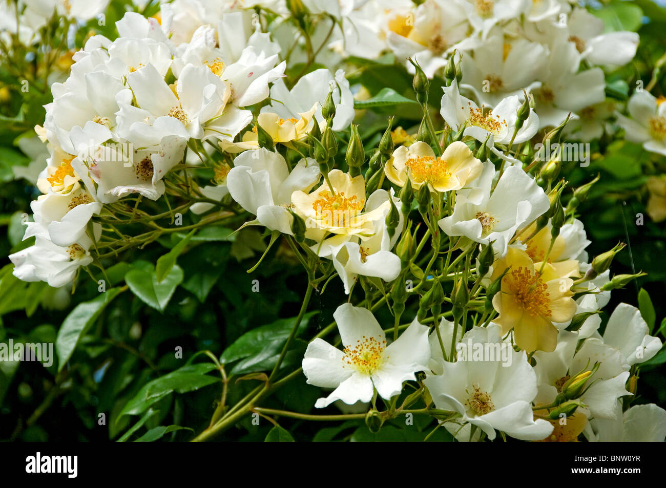 Close up of climbing rose roses Wedding Day white cream flower flowers ...