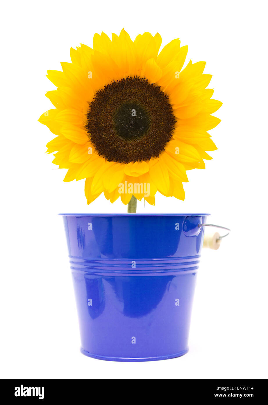 sunflower in dark blue ornamental bucket isolated on white Stock Photo ...