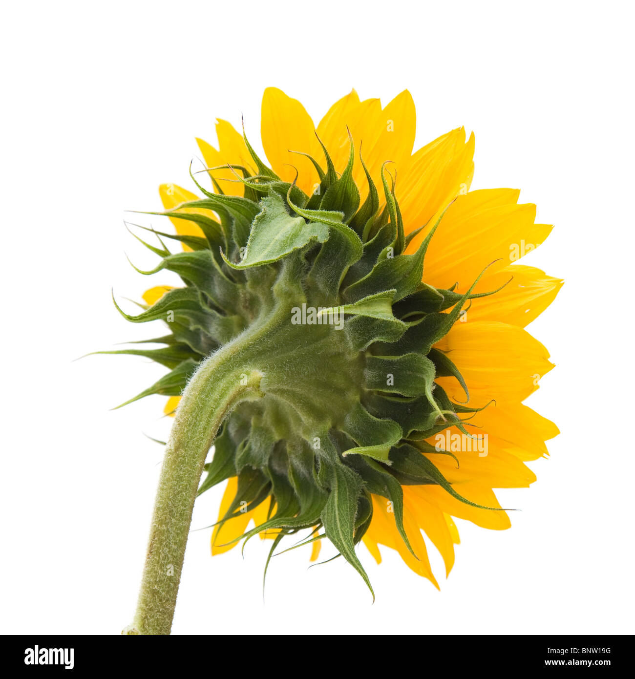 sunflower isolated on white Stock Photo - Alamy