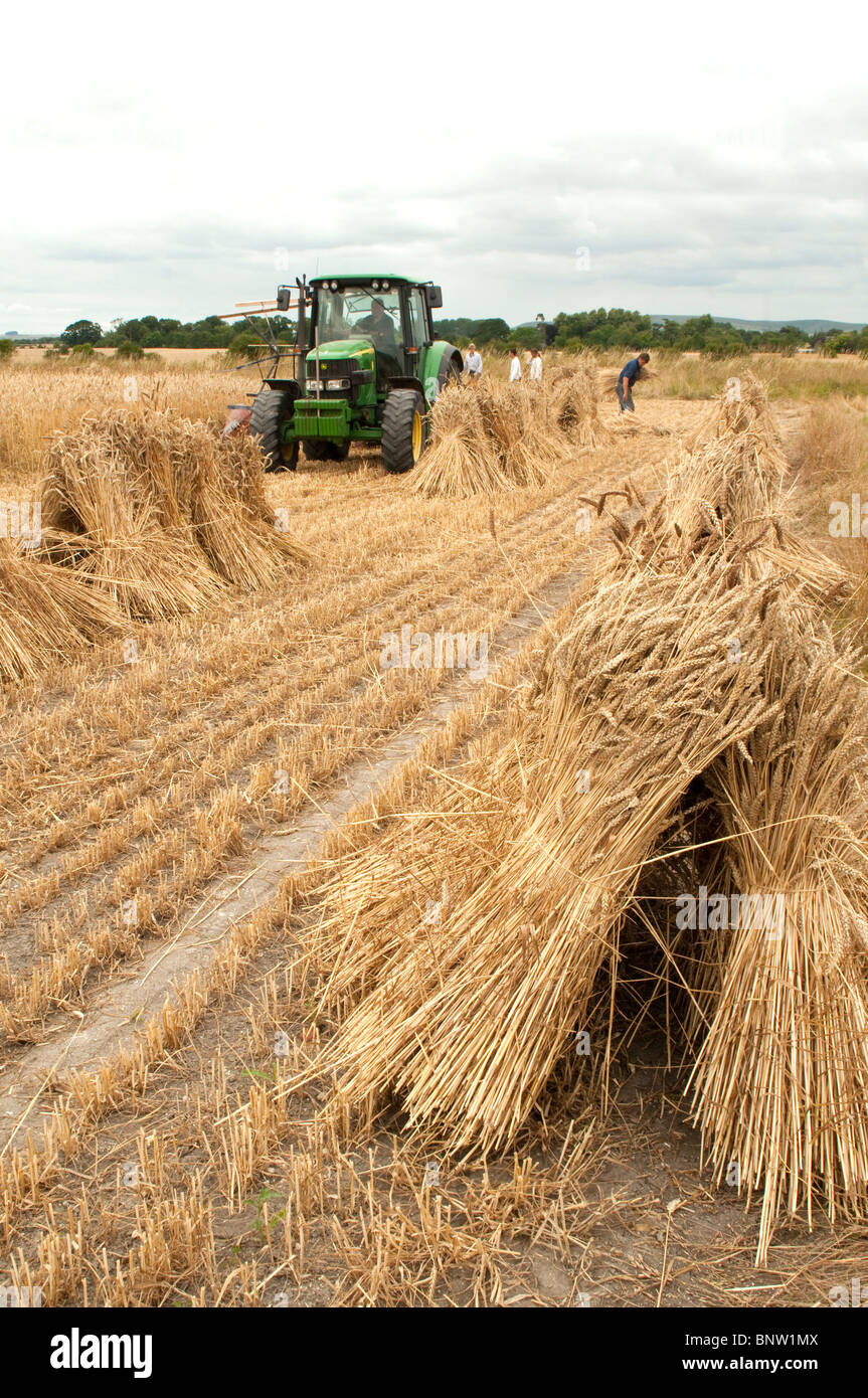 Cutting Wheat and stacking into stooks In Wiltshire for Thatching Stock ...