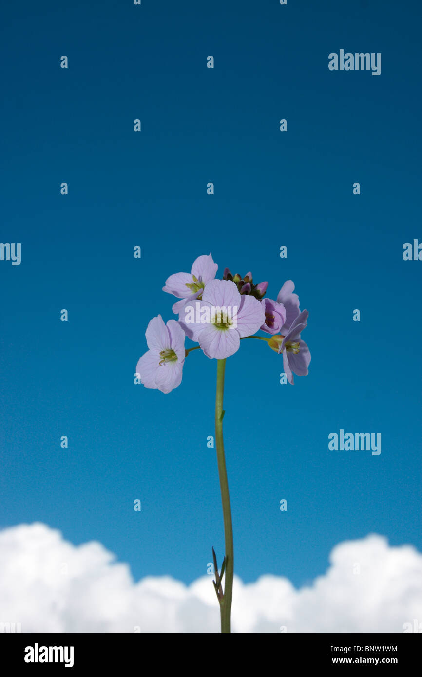 Cuckoo Flower or Lady's Smock Stock Photo - Alamy