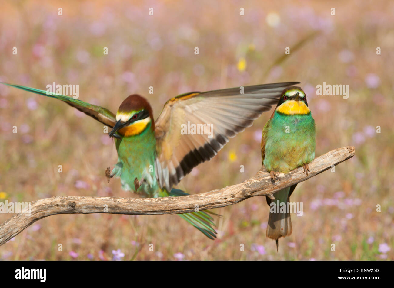 Male of European Beeeater (Merops apiaster) bringing captured insects ...