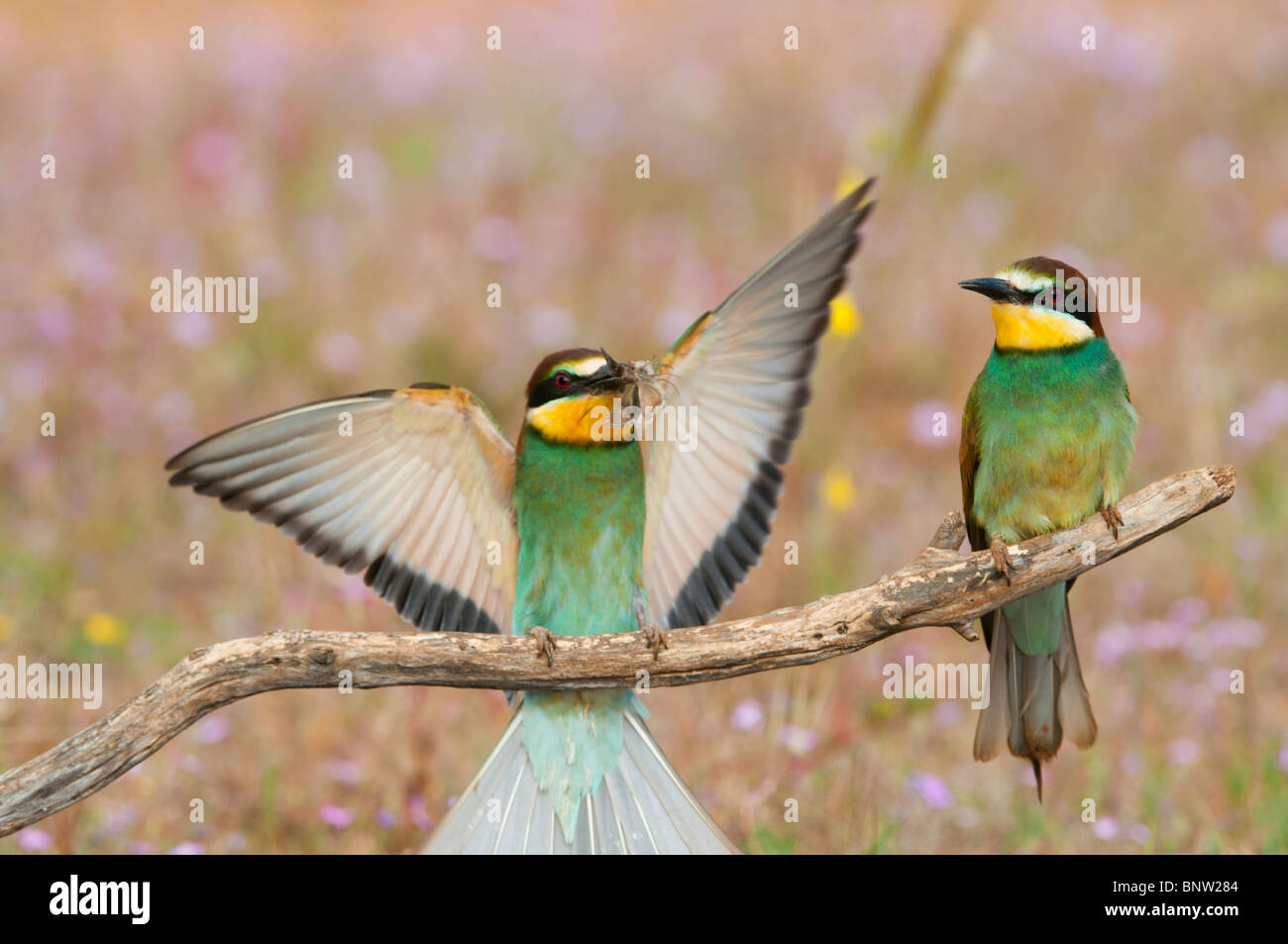 Male of European Beeeater (Merops apiaster) bringing captured insects ...