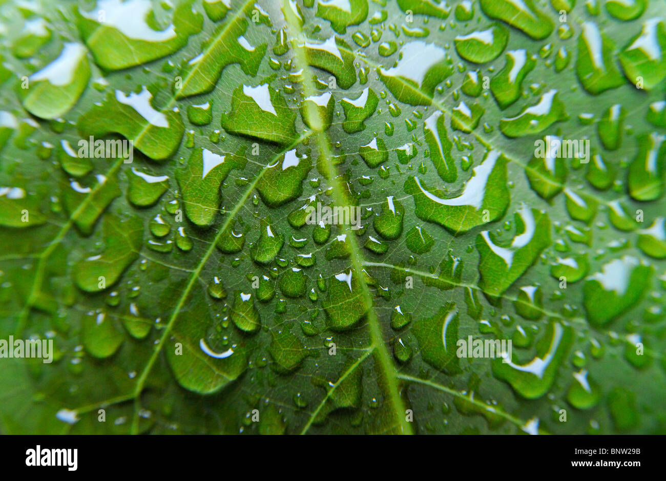 Tree rain leaf drip hi-res stock photography and images - Alamy