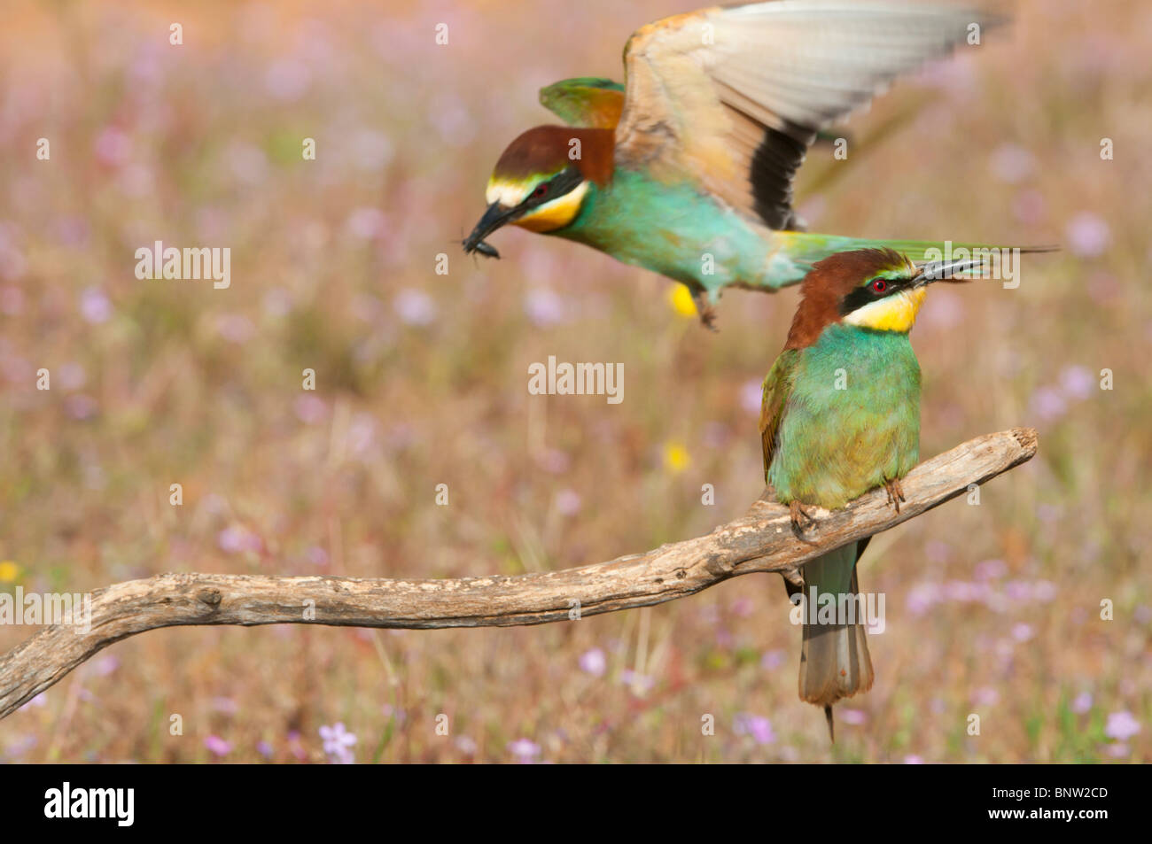 Male of European Beeeater (Merops apiaster) bringing captured insects ...