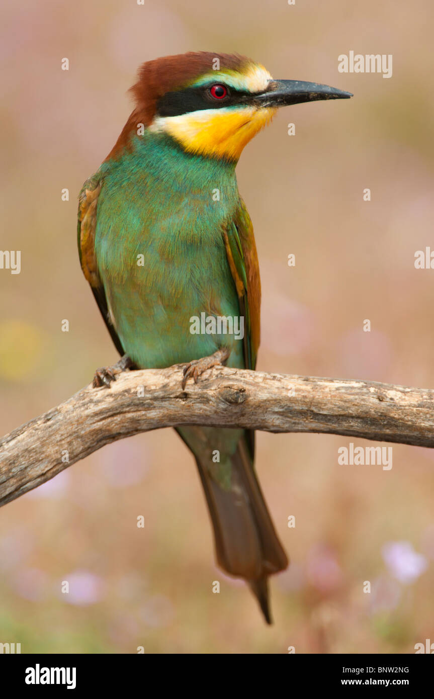 European Beeeater (Merops apiaster) perched in the surroundings of the ...