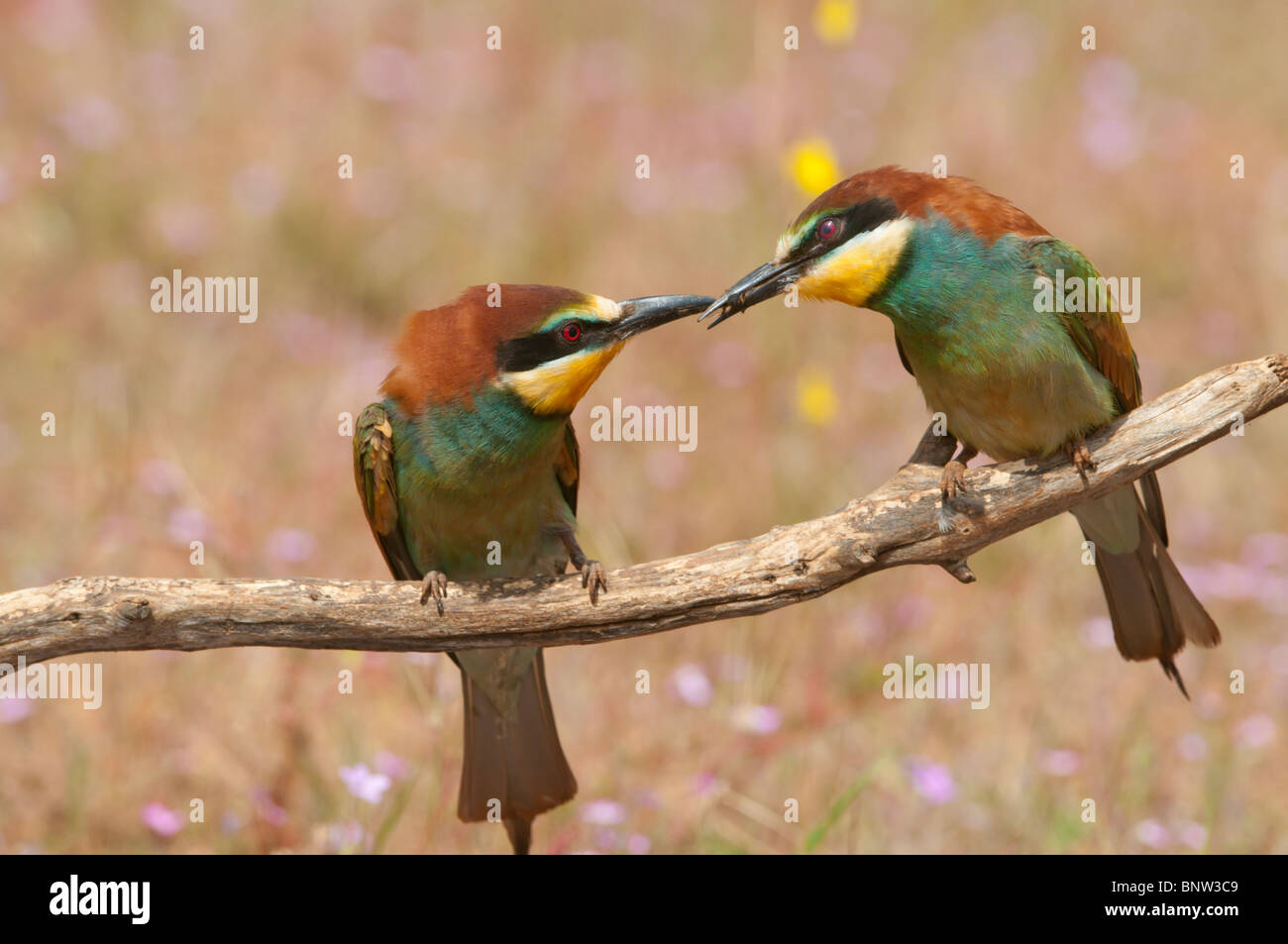 Male of European Beeeater (Merops apiaster) bringing captured insects ...