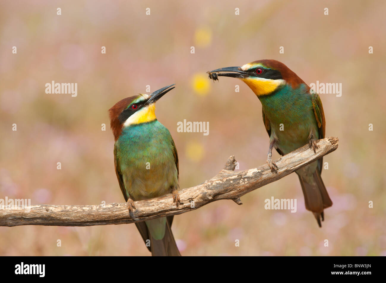 Male of European Beeeater (Merops apiaster) bringing captured insects ...