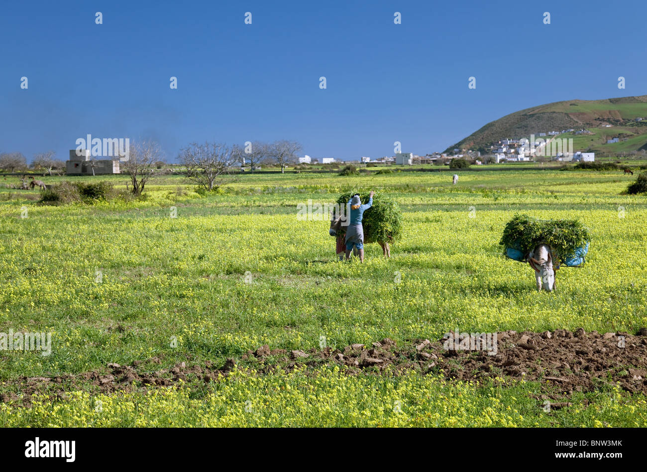 Farmland with farm worker gathering in her crops, Tarha, Mediterranean ...