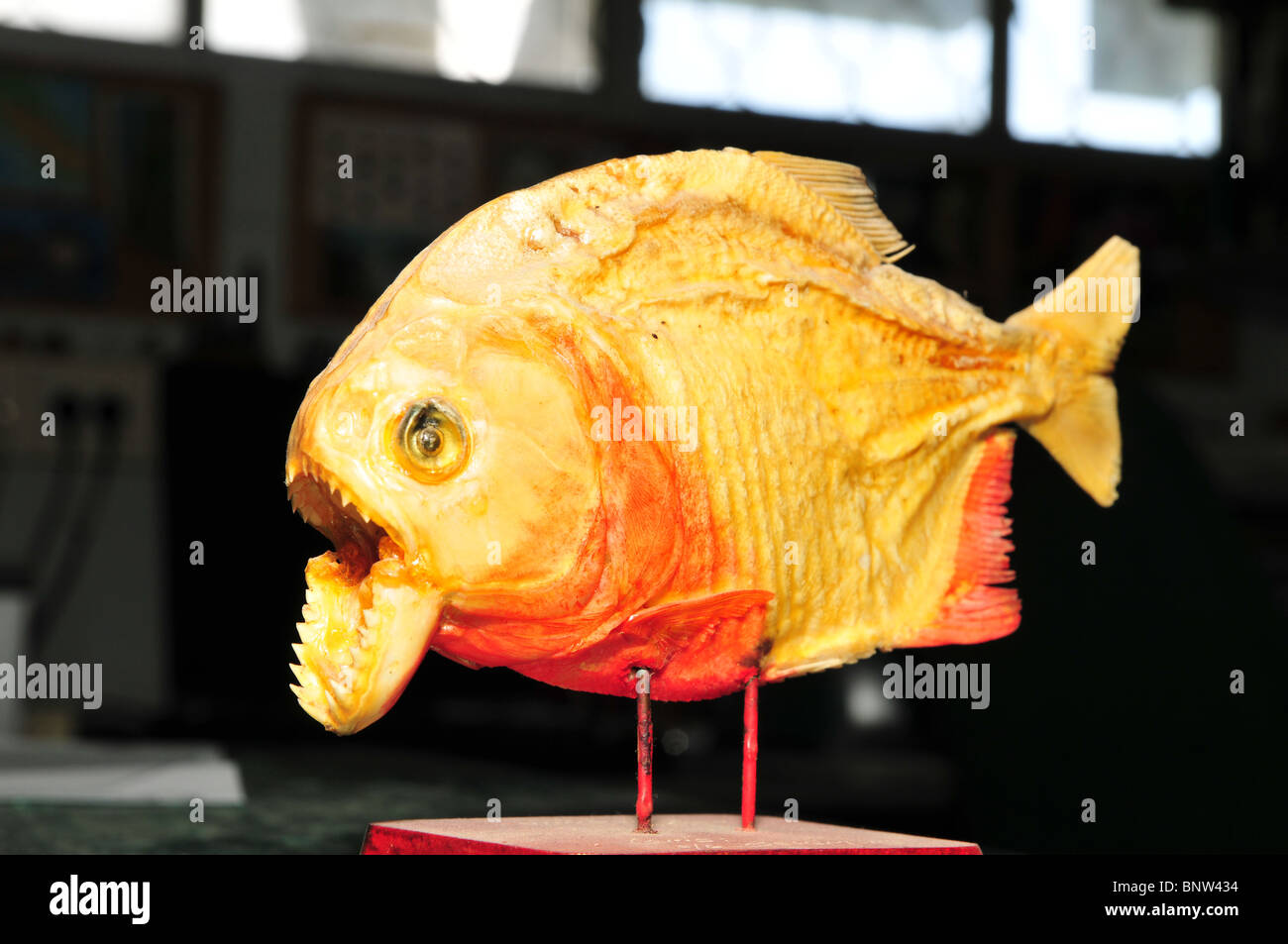 preserved Piranha with open mouth showing teeth Stock Photo - Alamy