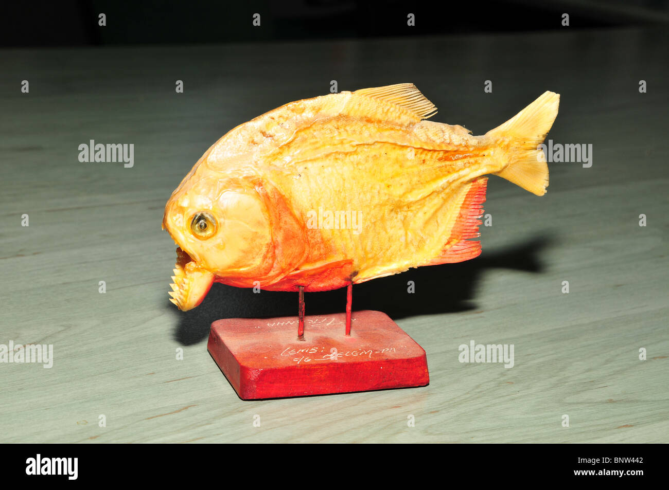 preserved Piranha with open mouth showing teeth Stock Photo - Alamy