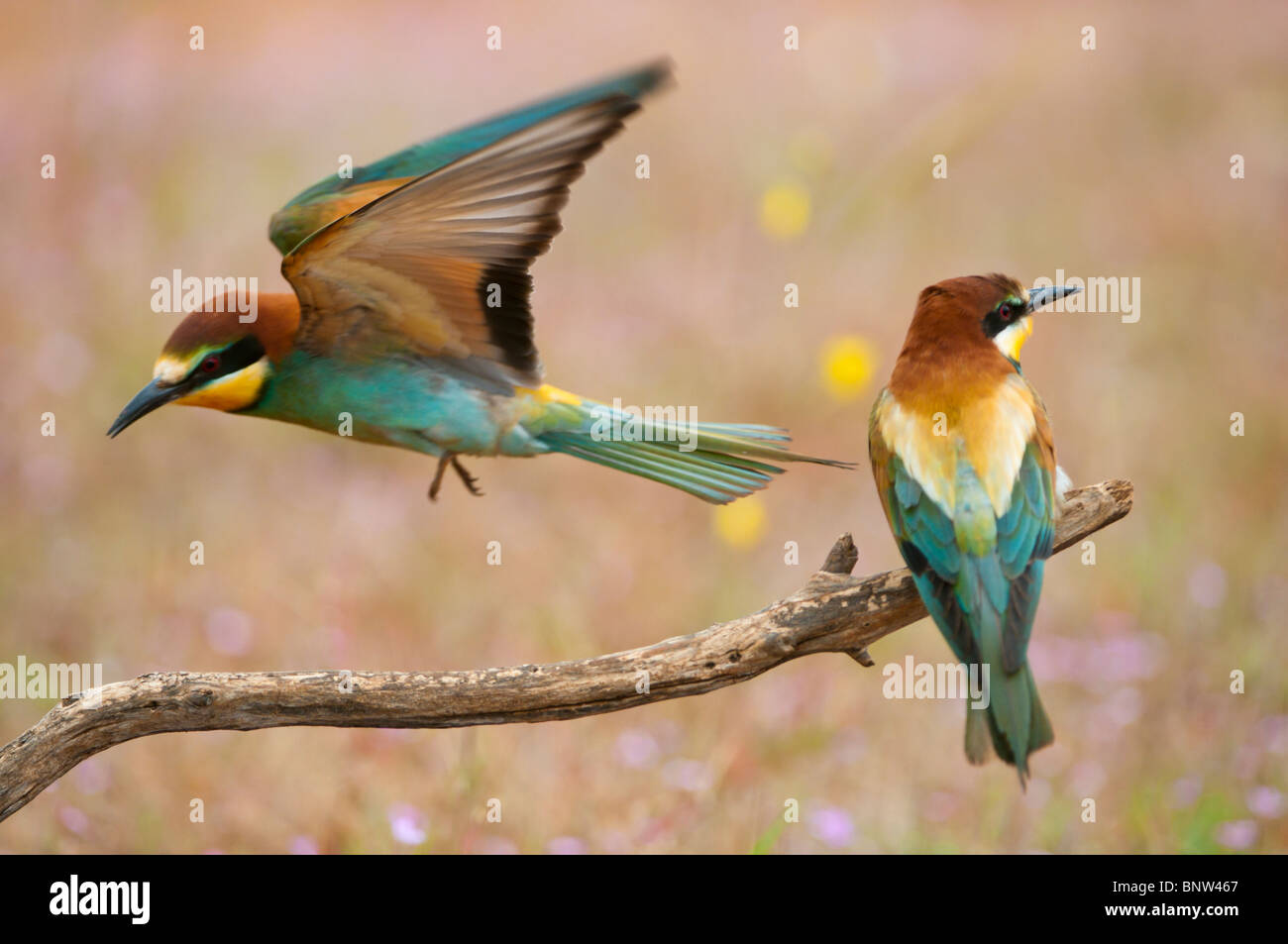 Male of European Beeeater (Merops apiaster) bringing captured insects ...