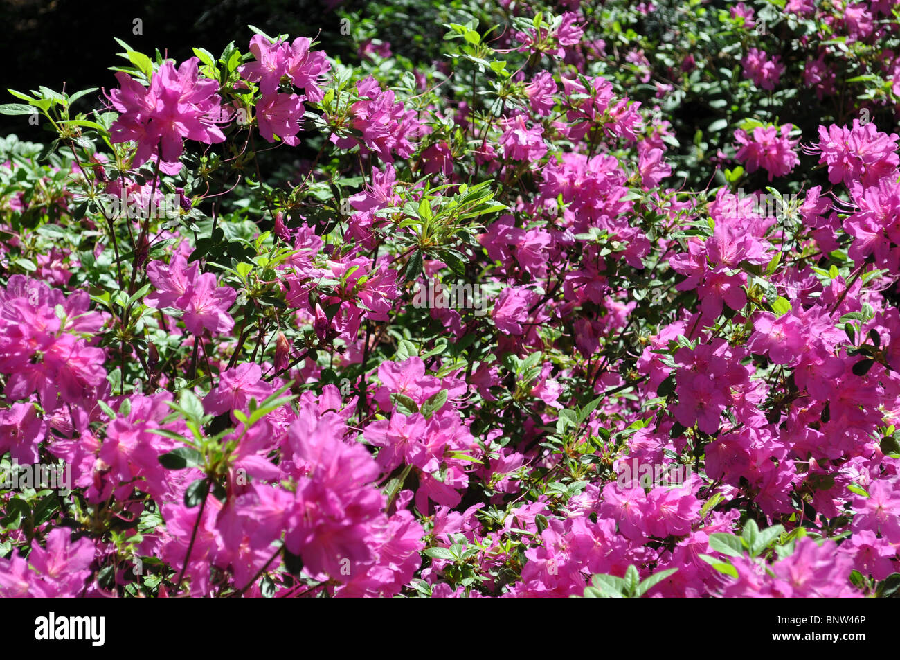 Flowers in Central Park New York Stock Photo - Alamy