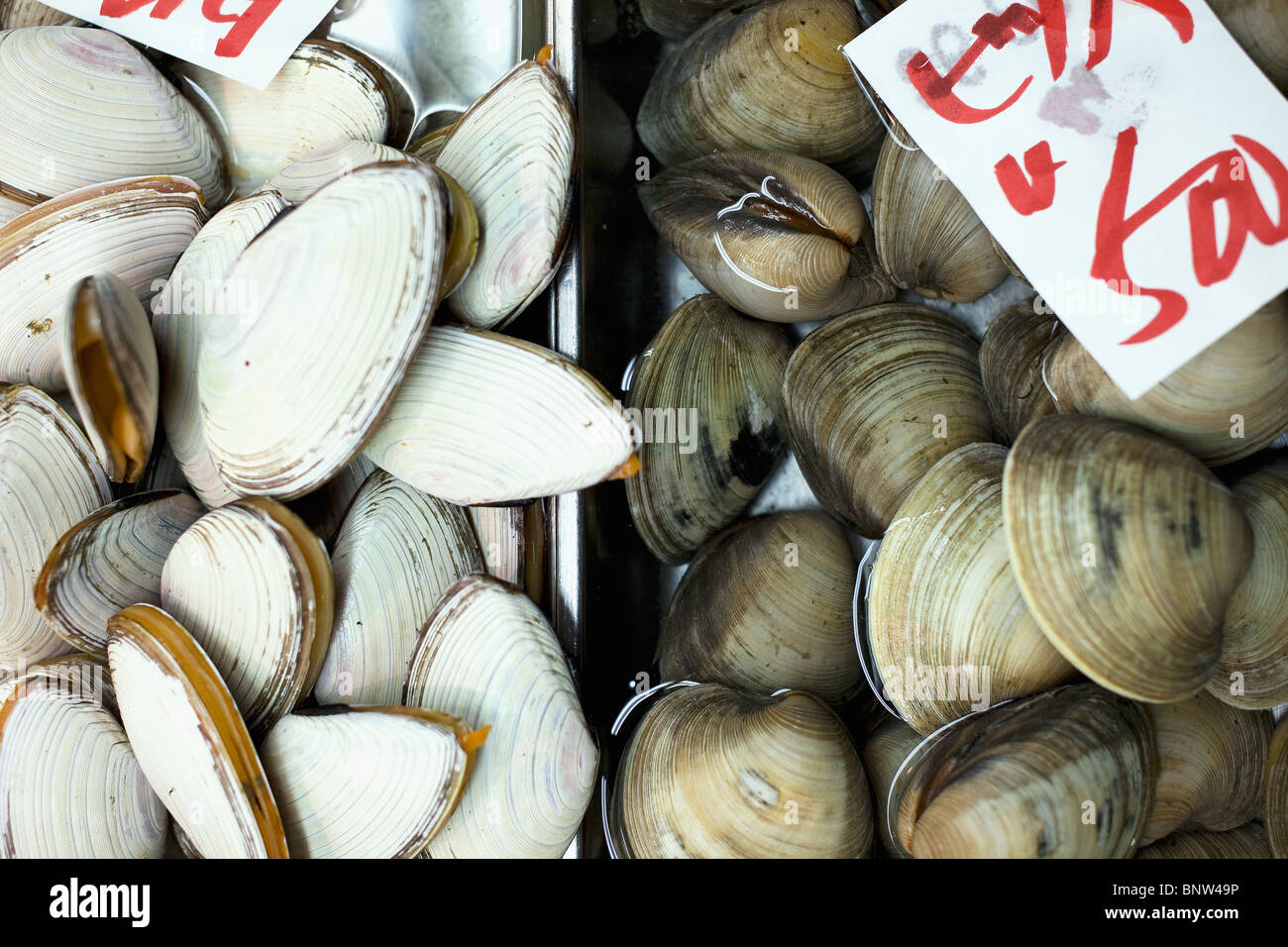 Clams on display hi-res stock photography and images - Alamy