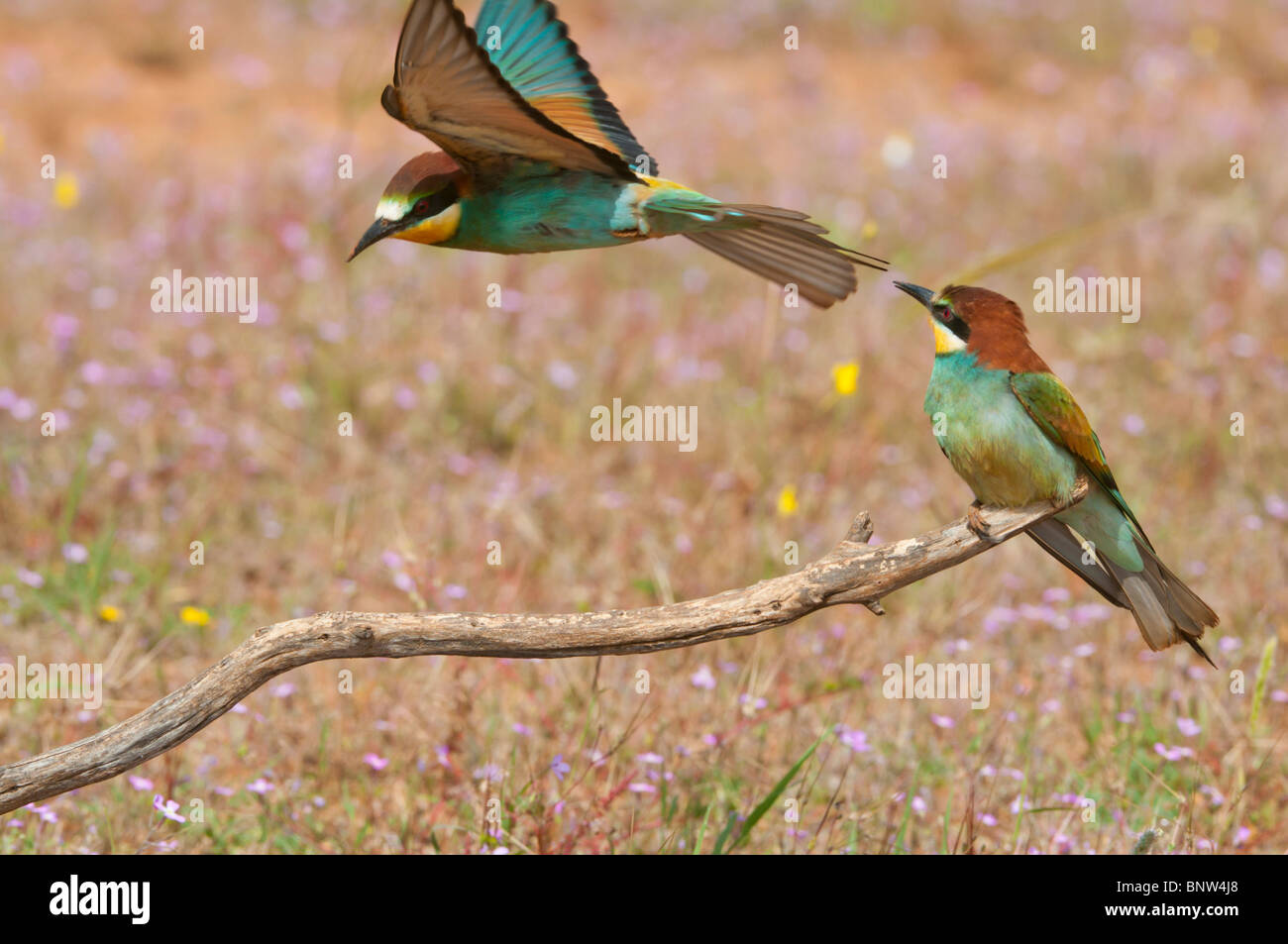 Male of European Beeeater (Merops apiaster) bringing captured insects ...