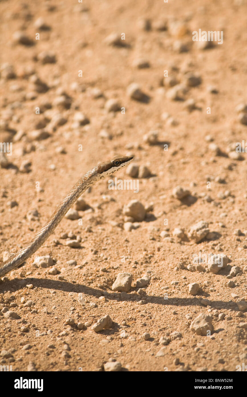 Sand snake hi-res stock photography and images - Alamy