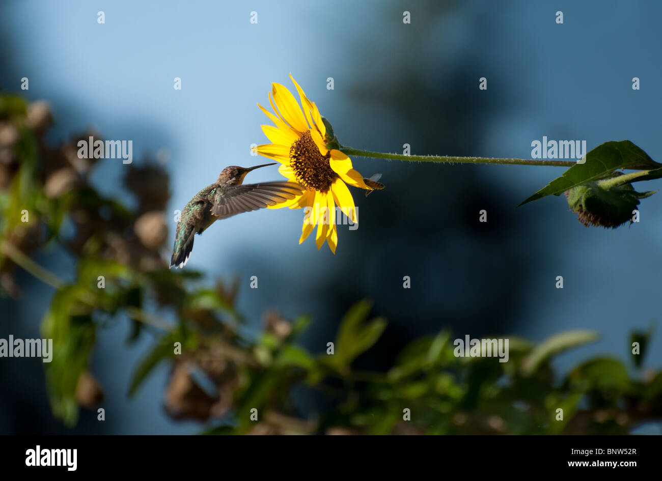 Hummingbird with sunflower hi-res stock photography and images - Alamy