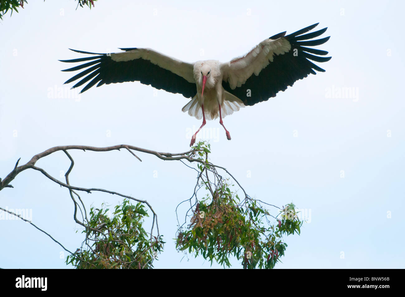 Common european Stork (Ciconia ciconia), flying, Spain Stock Photo - Alamy