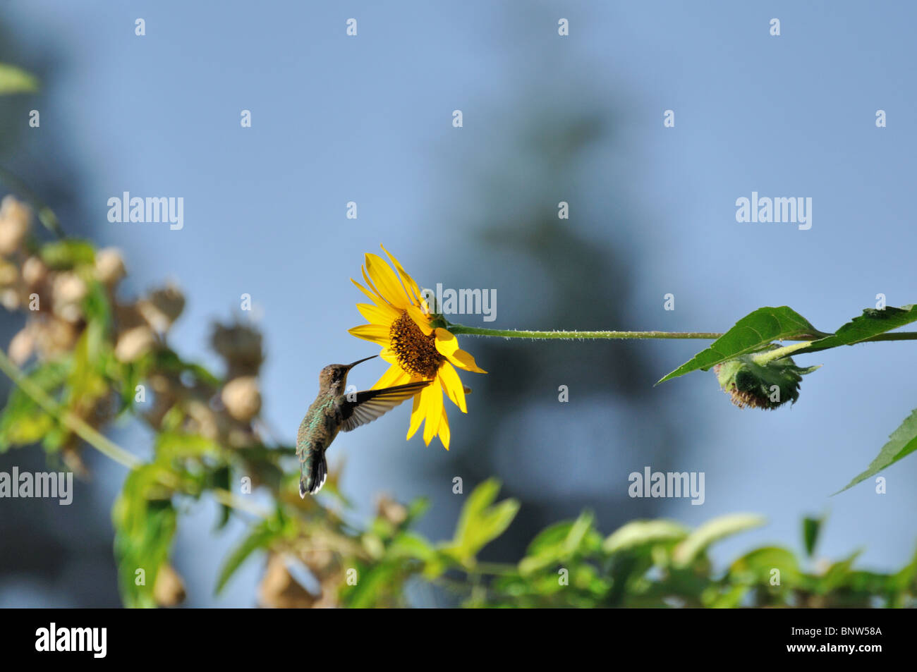 Hummingbird with sunflower hi-res stock photography and images - Alamy