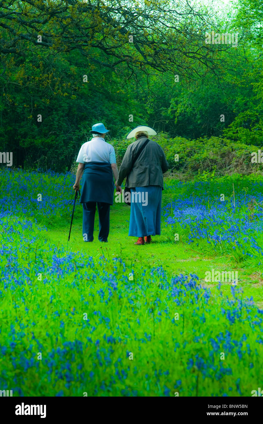 Blue bell wood in hi-res stock photography and images - Alamy